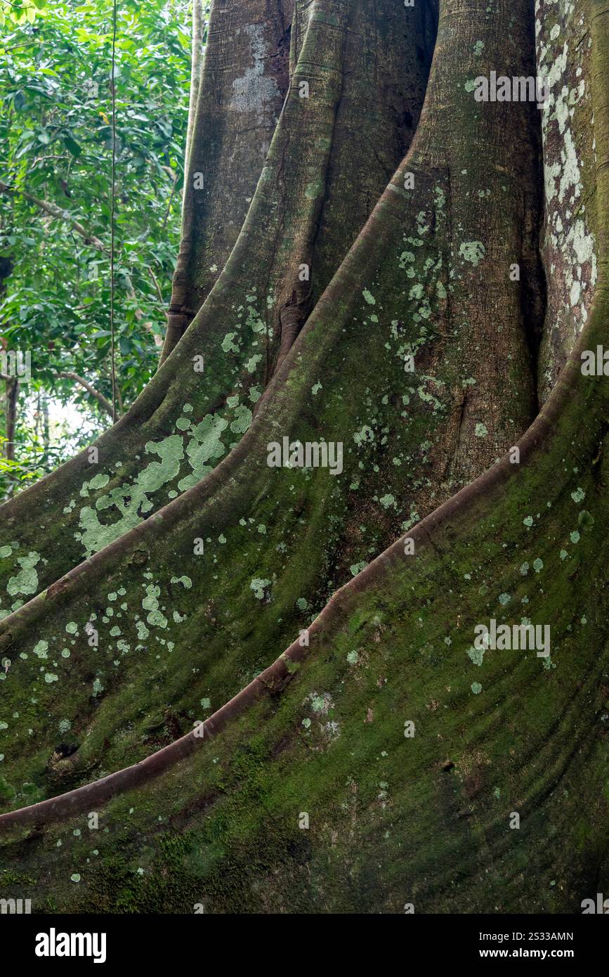A giant fig tree. San Antonio del Cacao island. Amazonas River, Perú ...