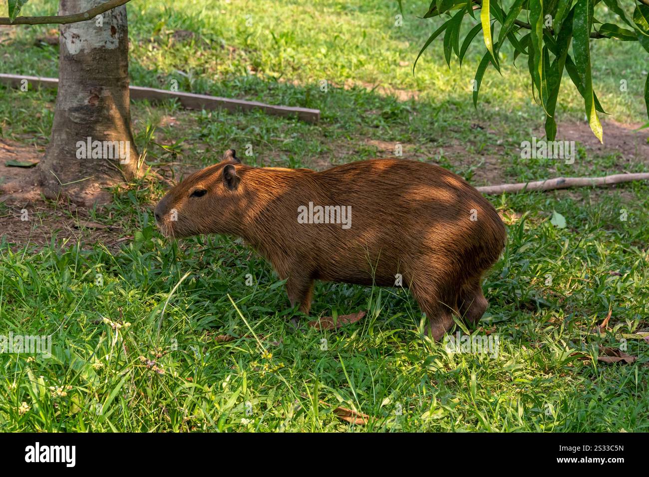A Capibara at the community of San Antonio del Cacao. Amazonas River ...