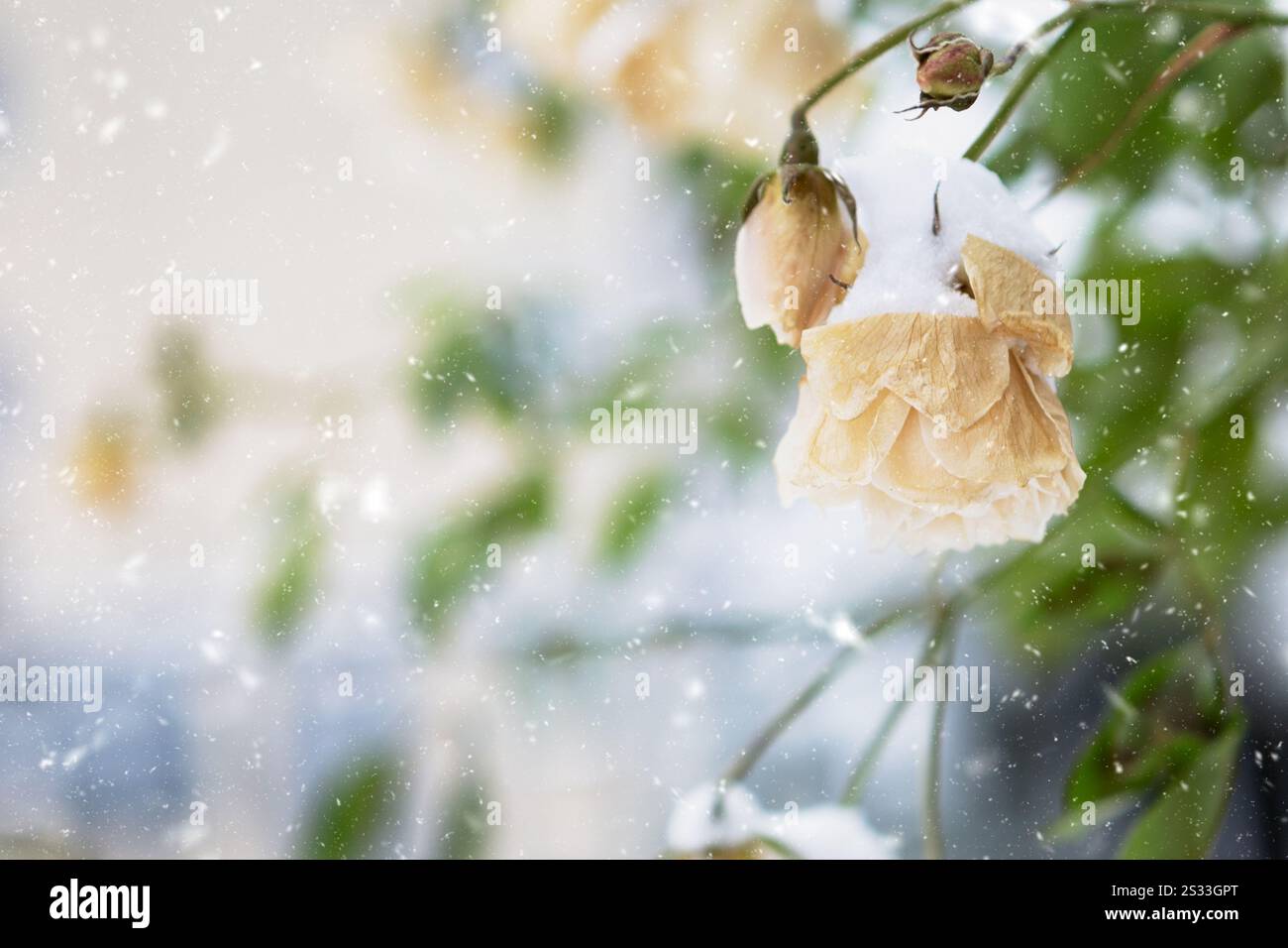 Red roses in the snow hi-res stock photography and images - Alamy