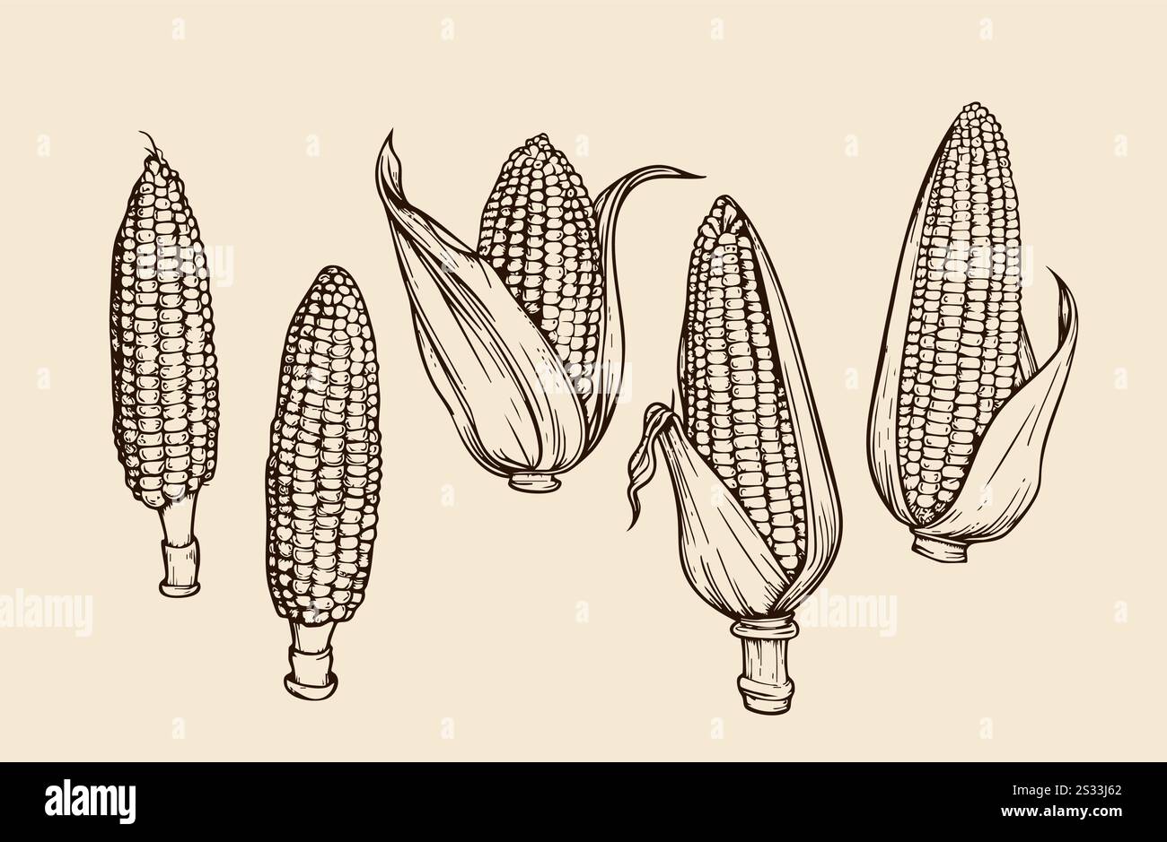 Hand drawn corn illustration. Vector maize sketches set. With Maize ...