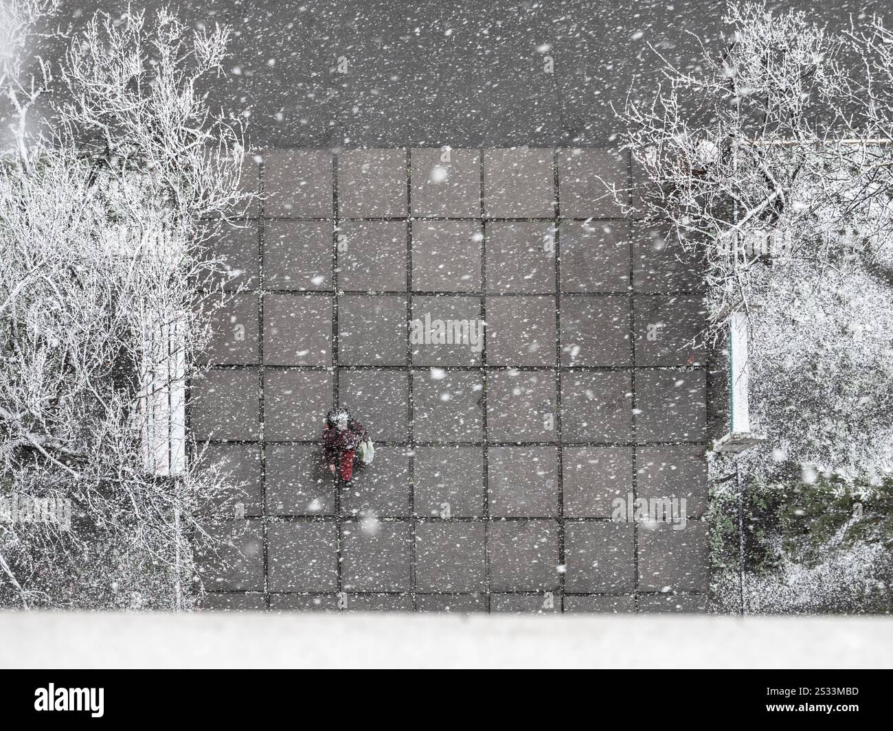 Large fluffy snowflakes falling over square tiles, trees, benches at ...