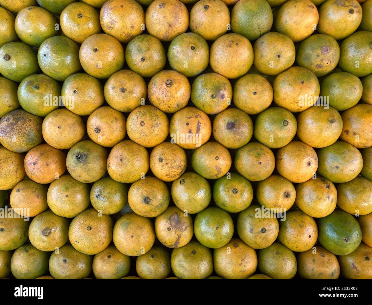 These oranges suffer from citrus greening disease, which prevents them ...