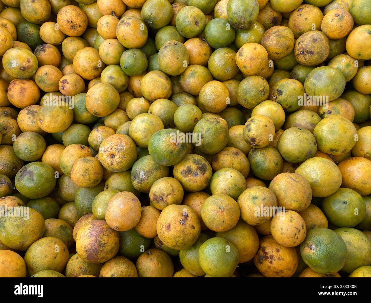 These oranges suffer from citrus greening disease, which prevents them ...