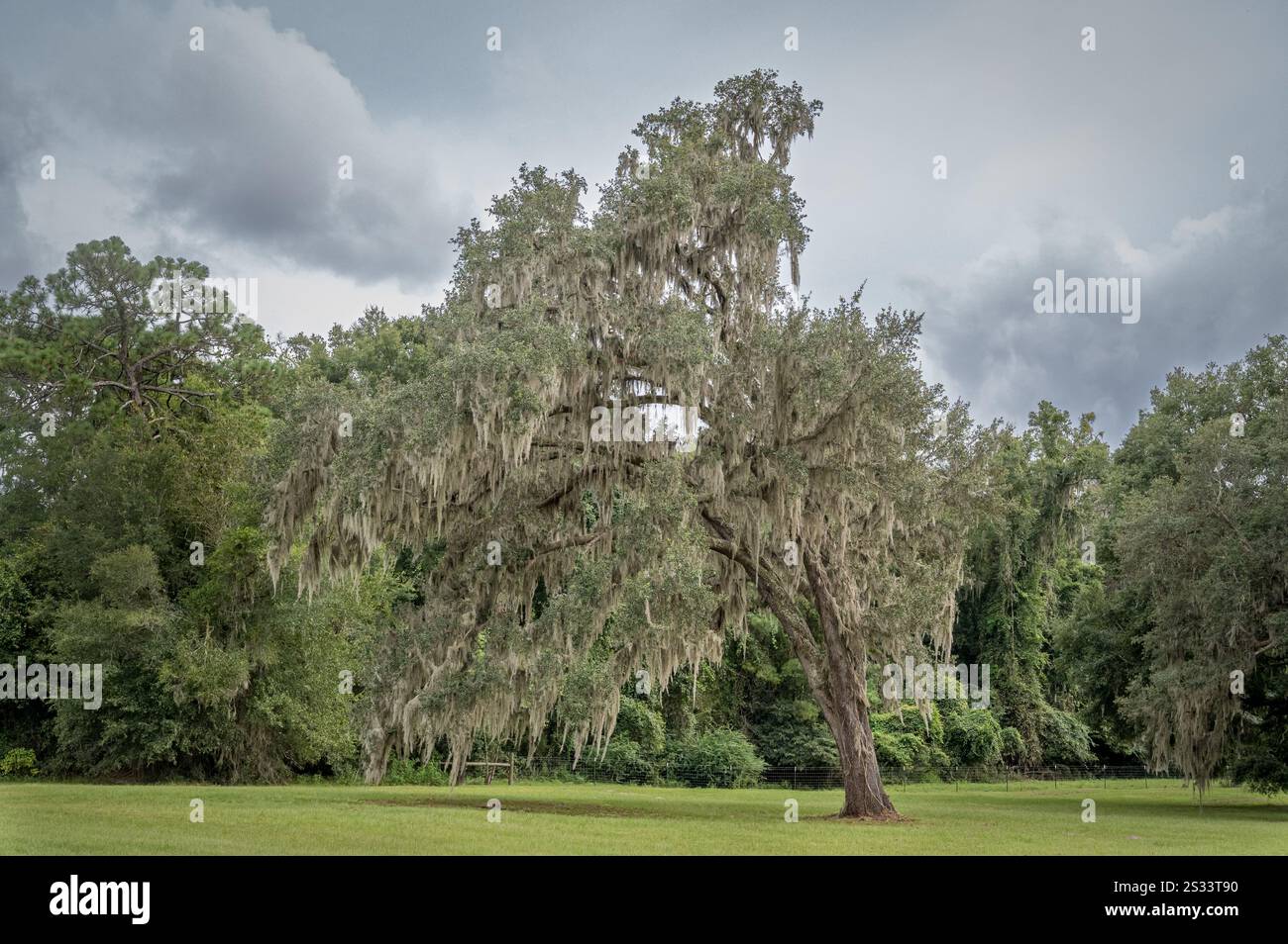 Southern live oak tree hi-res stock photography and images - Alamy