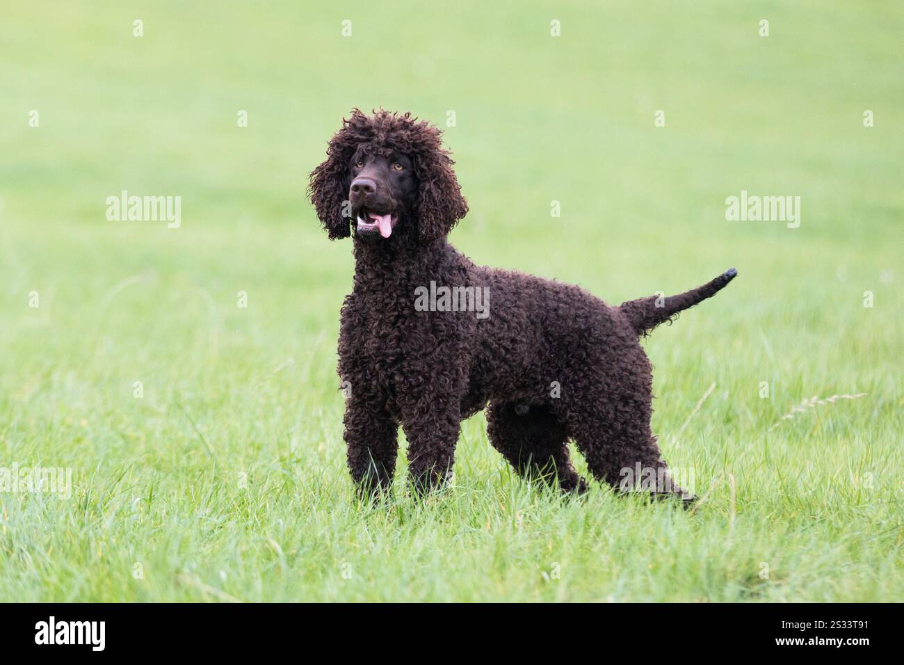 Irish Water Spaniel Stock Photo - Alamy
