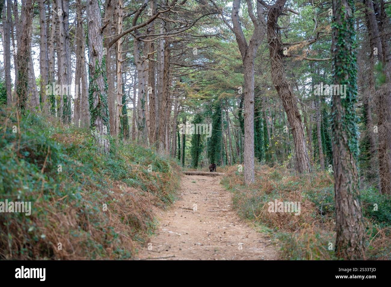 Green deep forest in mountain near bay Boka and Kotor town in ...