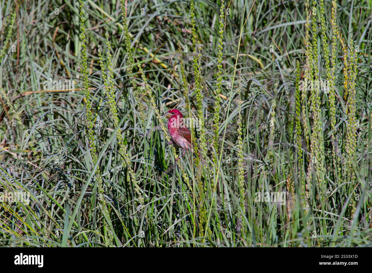 Forest cardinal hi-res stock photography and images - Alamy