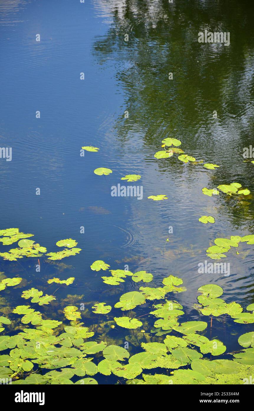 Texture of swamp water dotted with green duckweed and marsh vegetation ...