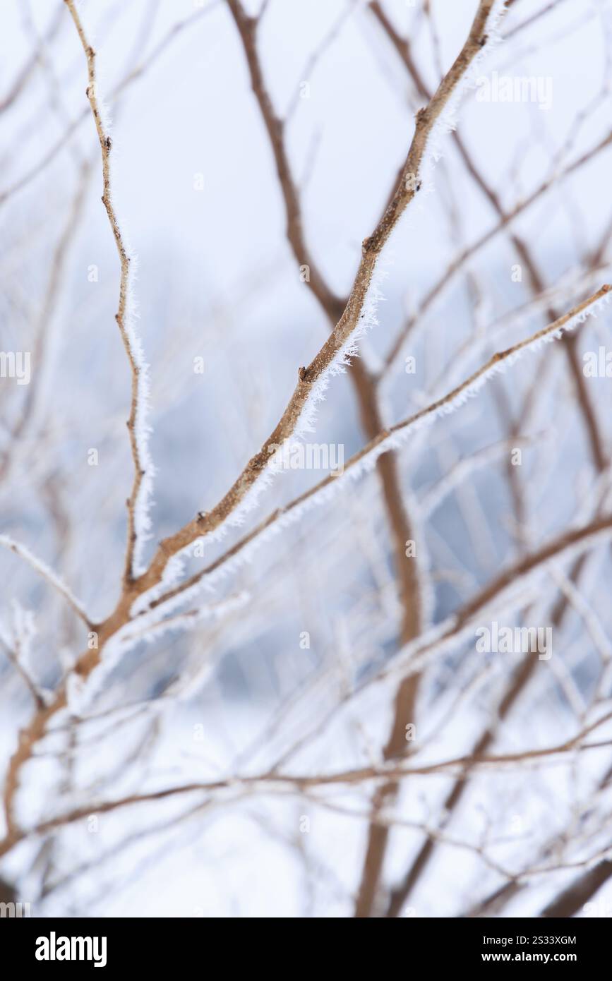 Empty tree branches hi-res stock photography and images - Alamy