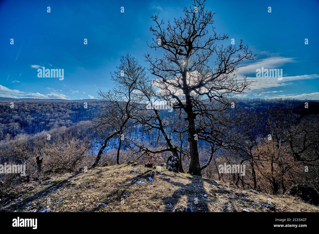 Old oak tree in Bakony Stock Photo - Alamy