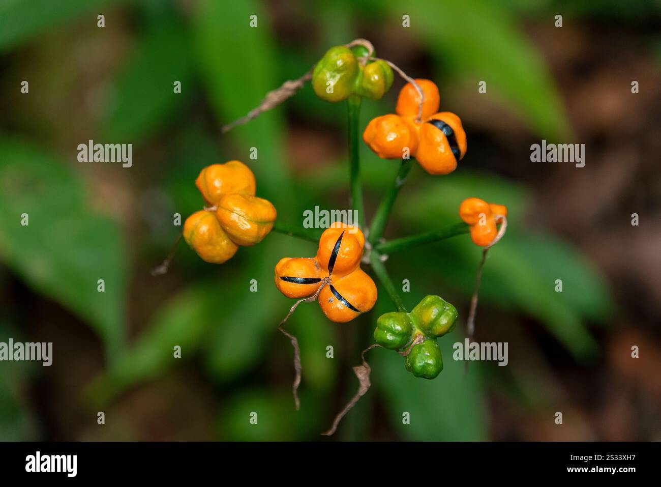 Amazon jungle flower hi-res stock photography and images - Alamy