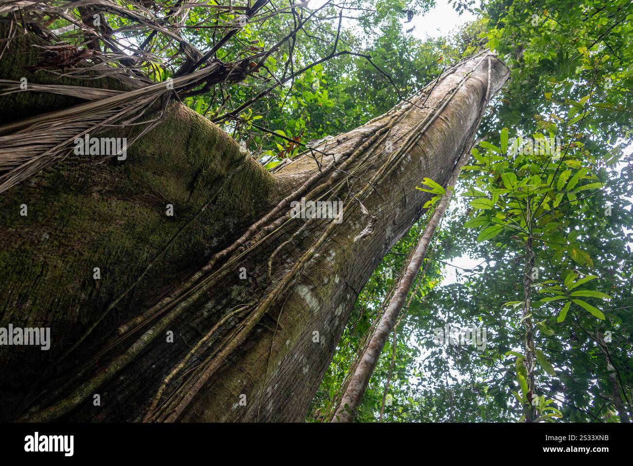 A low angle view of the jungle trees. San Antonio del Cacao island ...