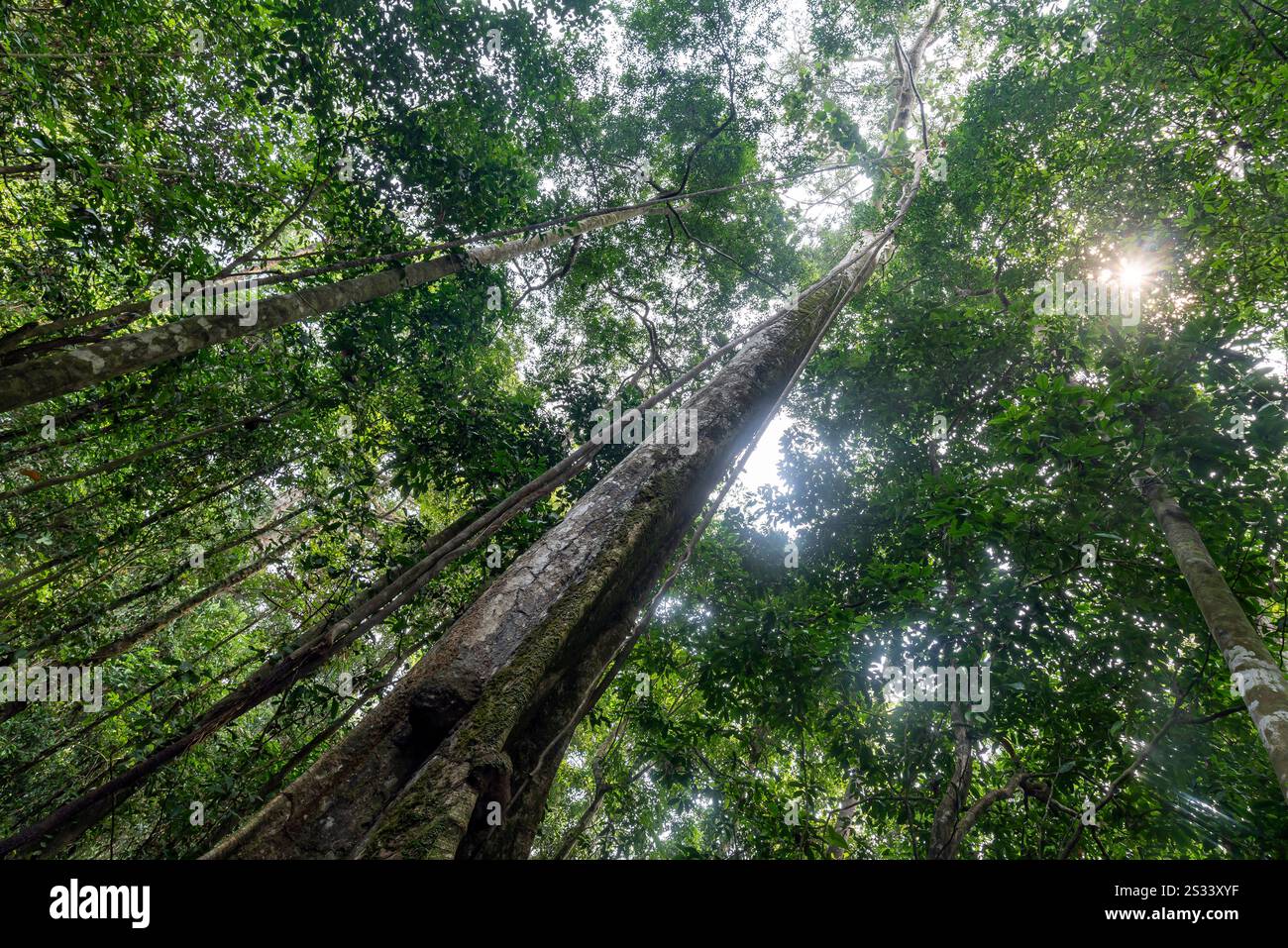 A low angle view of the jungle trees. San Antonio del Cacao island ...