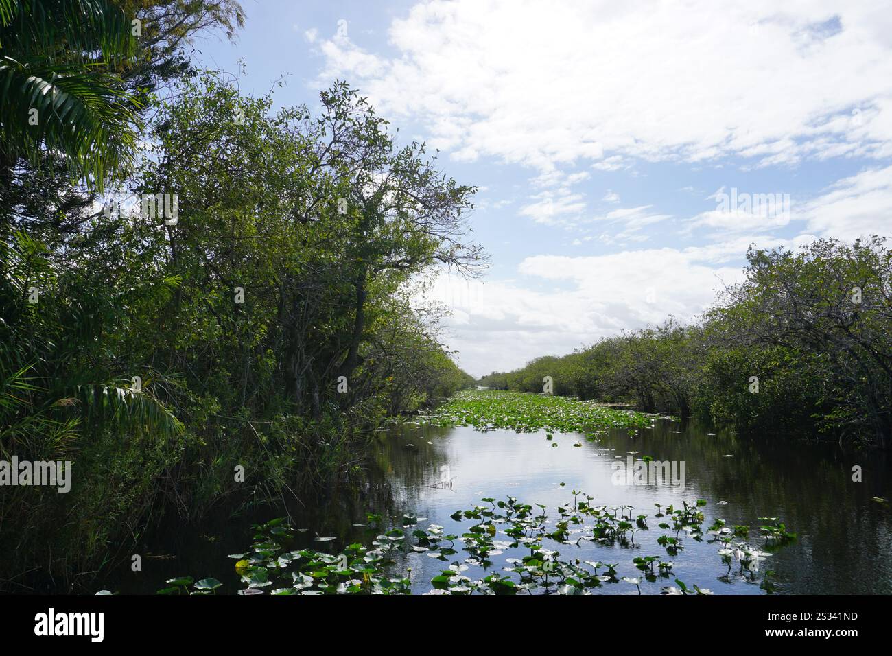 Scenic landscape view of the Everglades in Florida with its swamps and ...