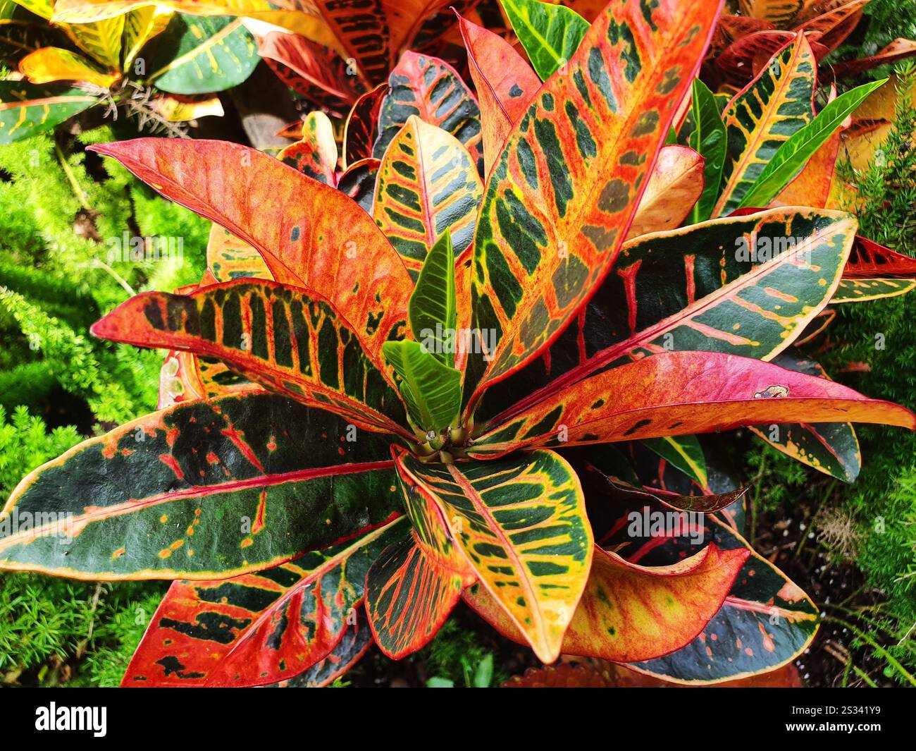 Detailed close up of a Croton, an exotic tropical plant with leaves ...