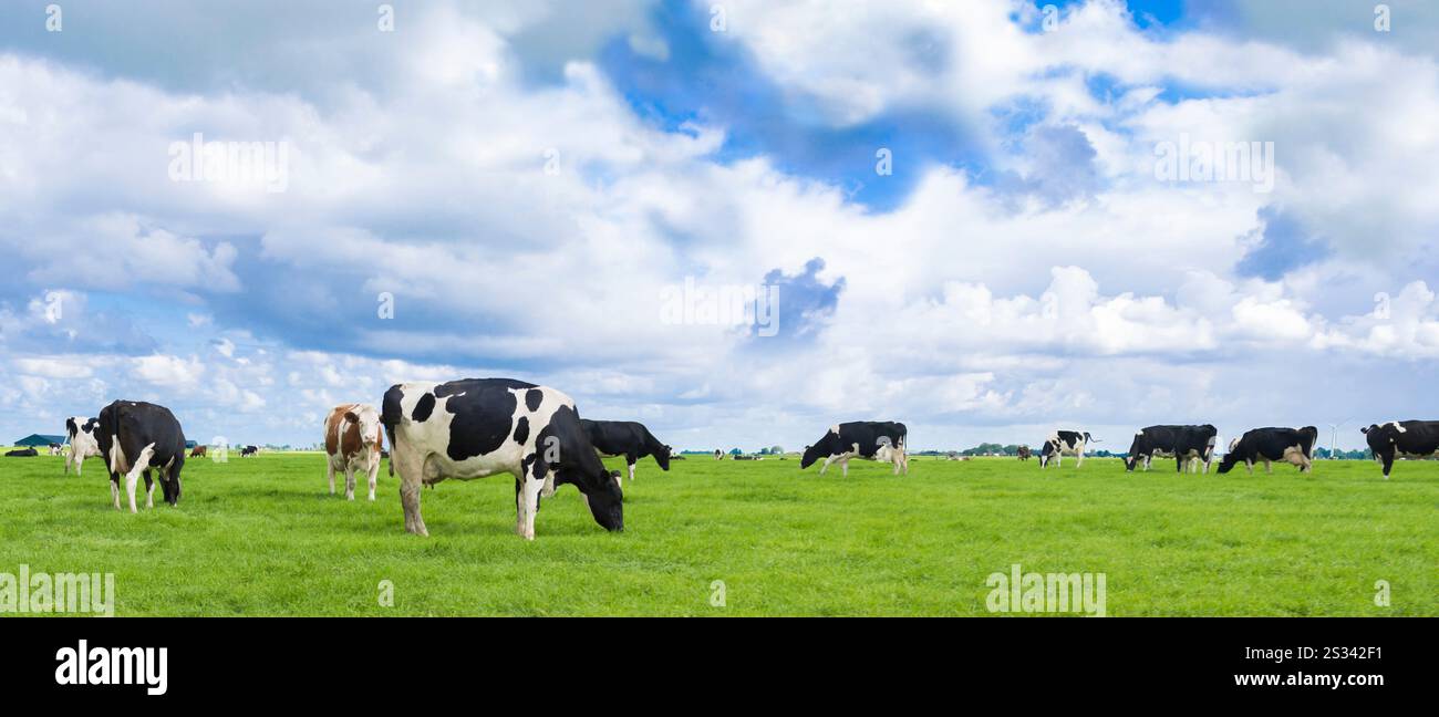 Meadow in the Netherlands with Holstein-Friesian cows Stock Photo - Alamy