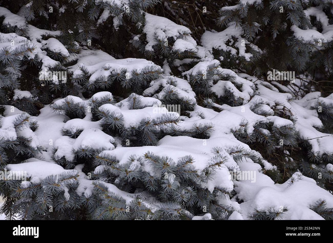 Russian Branch of green fir. Green prickly branches of pine tree under ...