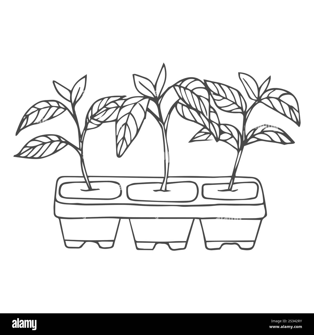 Pots with seedlings on a white background in the outline style Stock ...