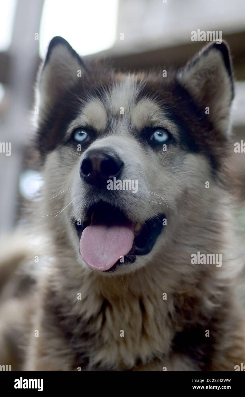 Alaskan Malamute with blue eyes. The Arctic Malamute is a wonderful ...