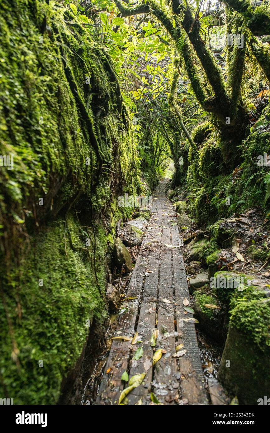 The Buller river flowing through the forest covered upper Buller Gorge ...