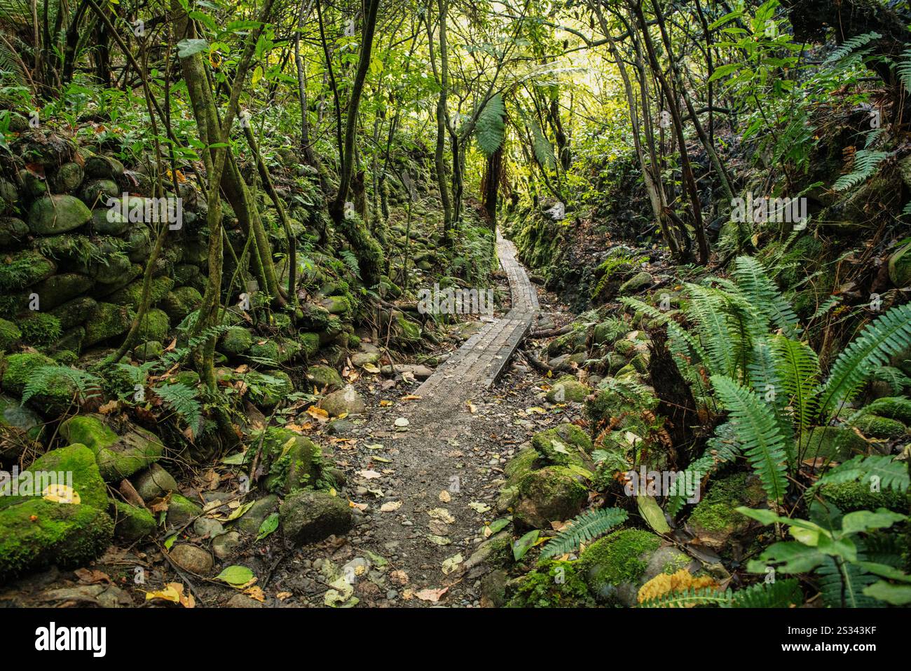 The Buller river flowing through the forest covered upper Buller Gorge ...