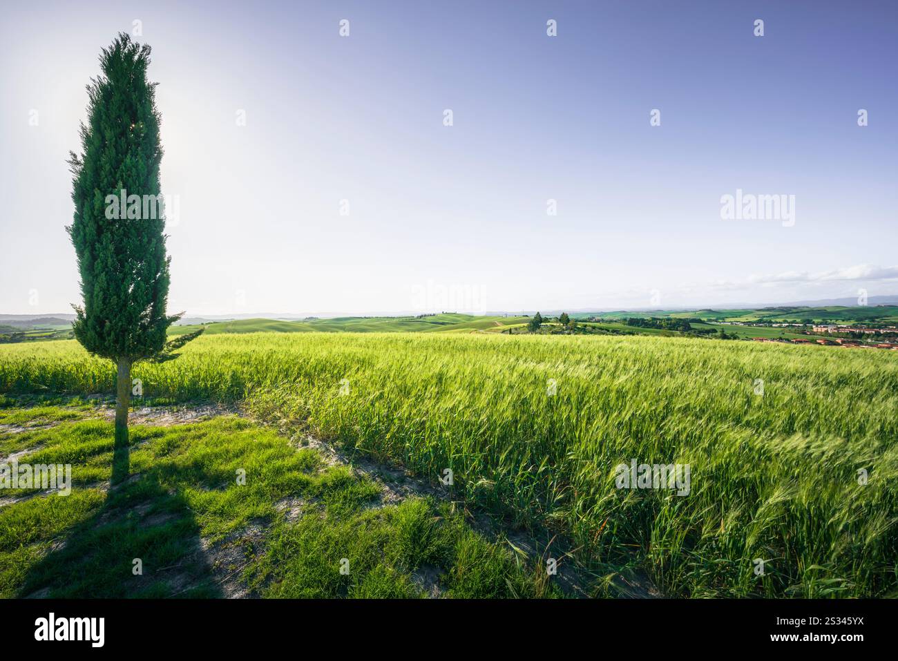 Monteroni d'Arbia, cypress tree and wheat field along the route of the ...