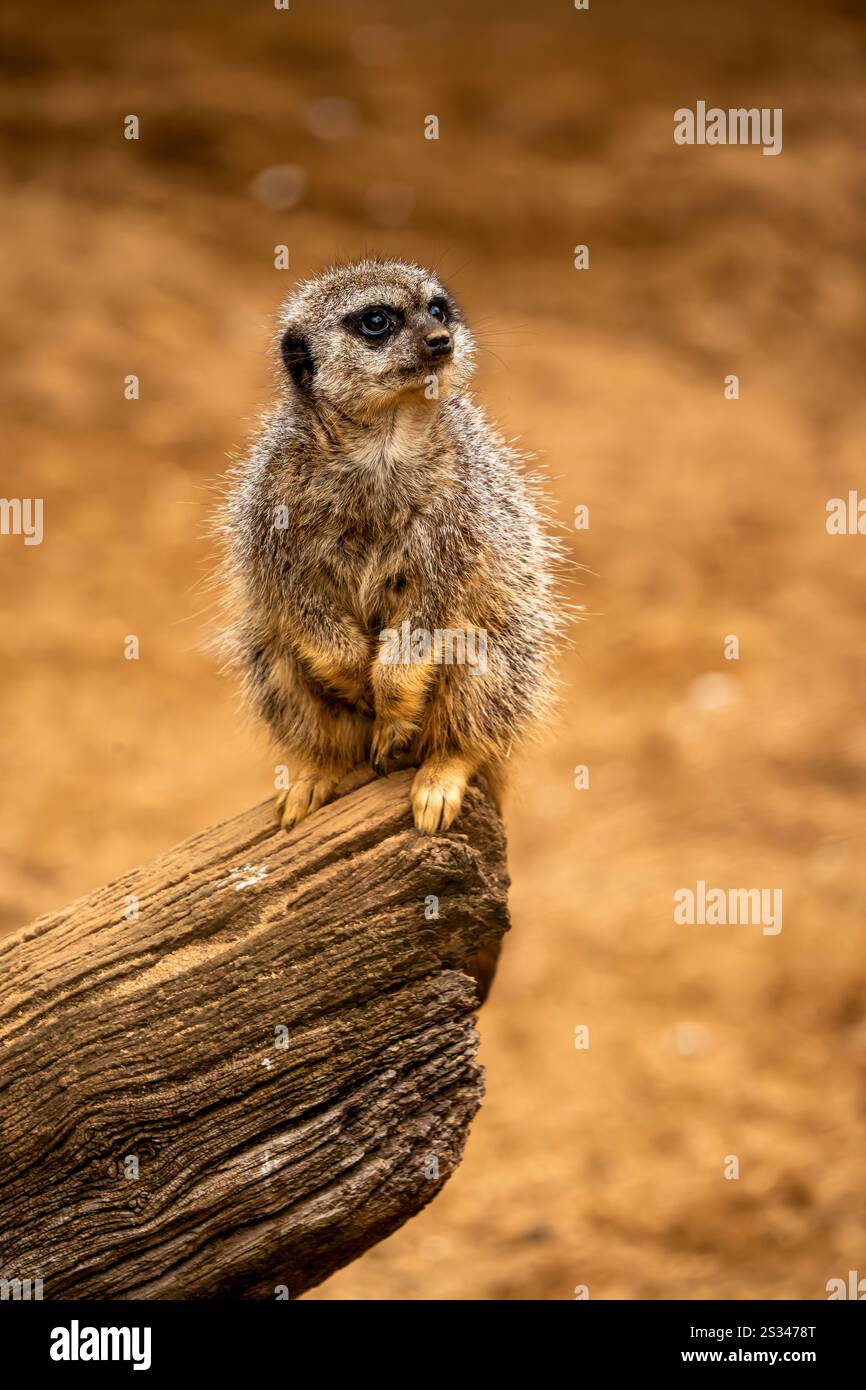 Suricata wallpaper hi-res stock photography and images - Alamy