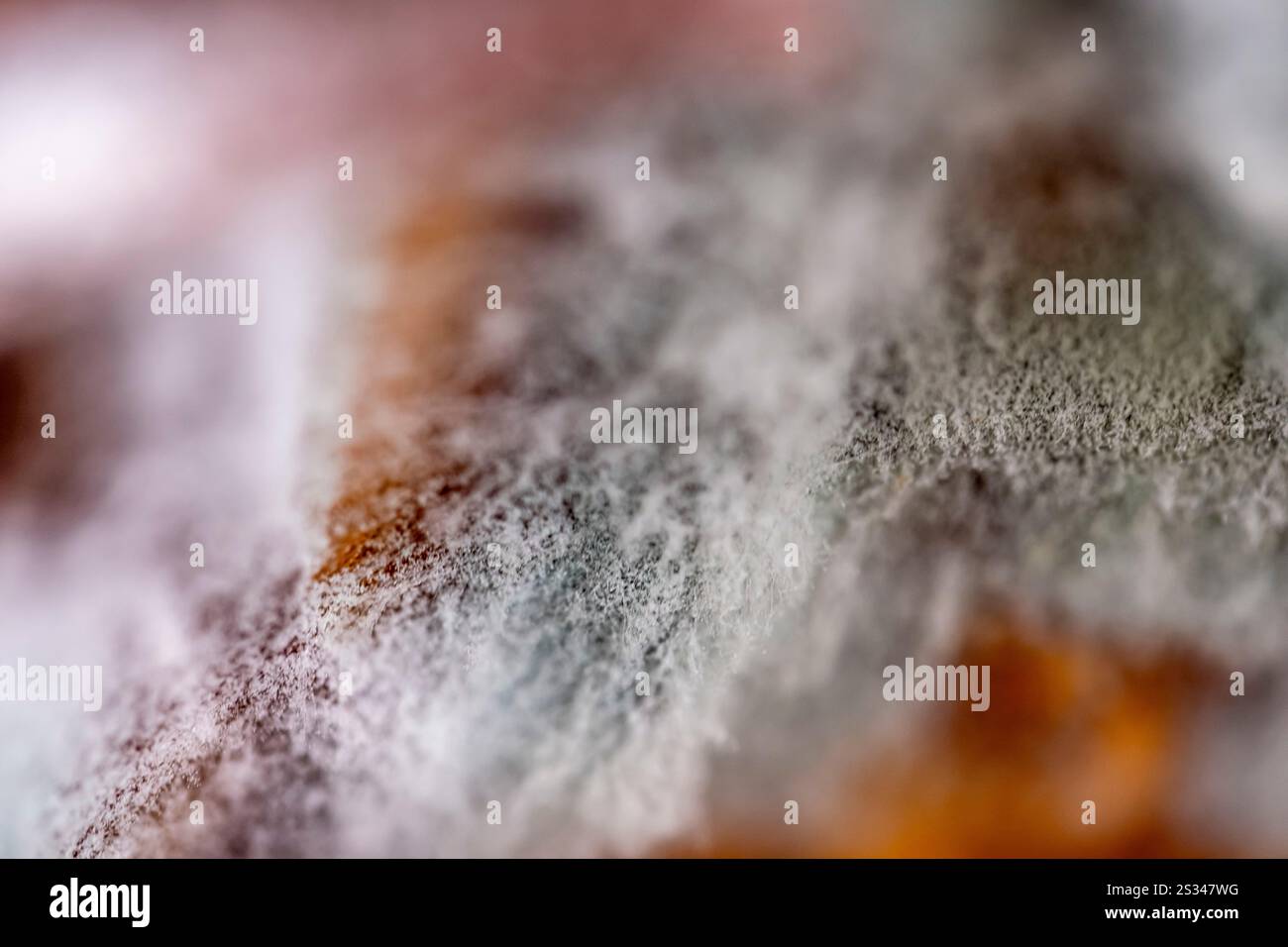 A close up of a moldy surface with a fuzzy texture. Concept of decay ...