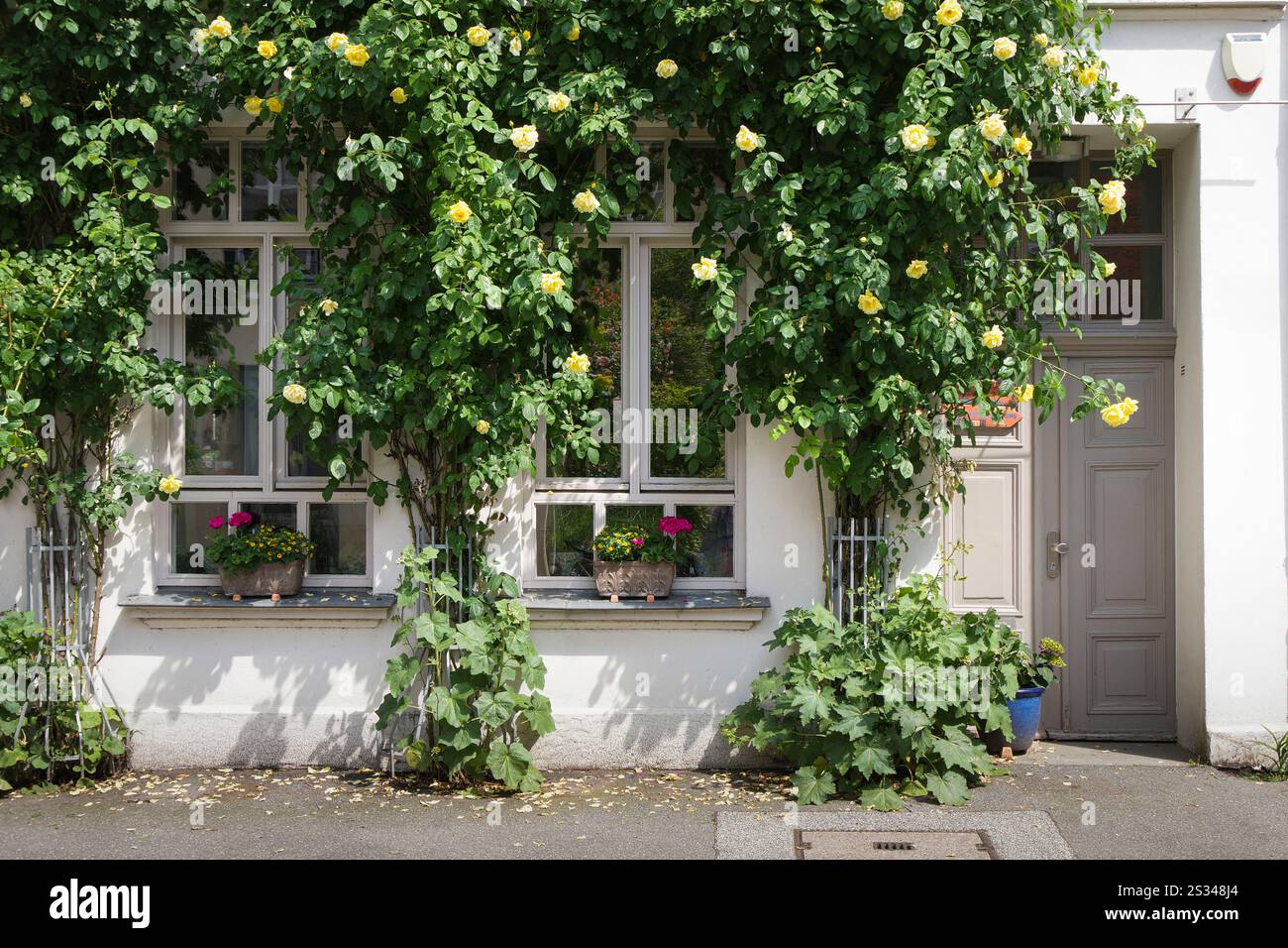 Climbing roses on a historic house facade Stock Photo - Alamy