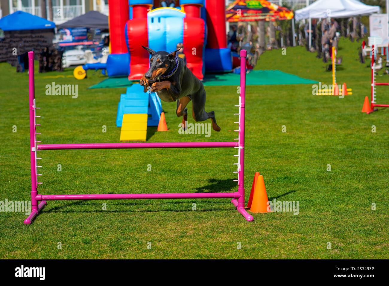A sleek Doberman soaring gracefully over a bar, showcasing agility and ...