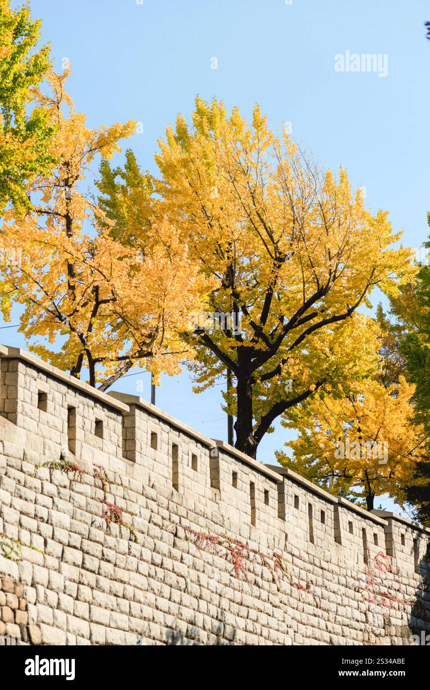 Trees in autumn colors in Seoul, capital of South Korea Stock Photo - Alamy