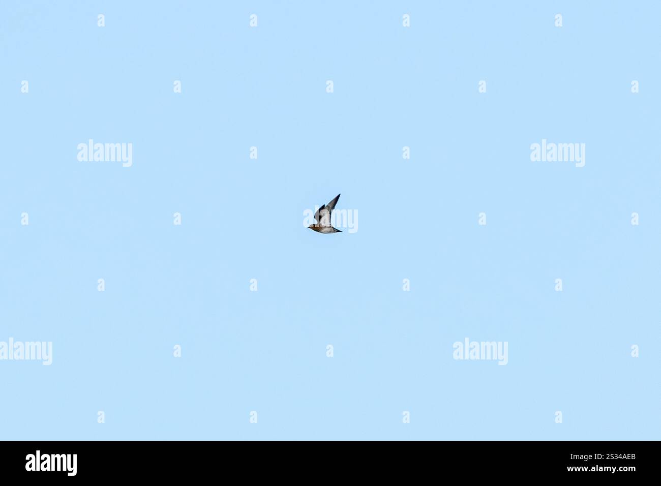 The European Golden Plover, feeding on insects and seeds, spotted at ...