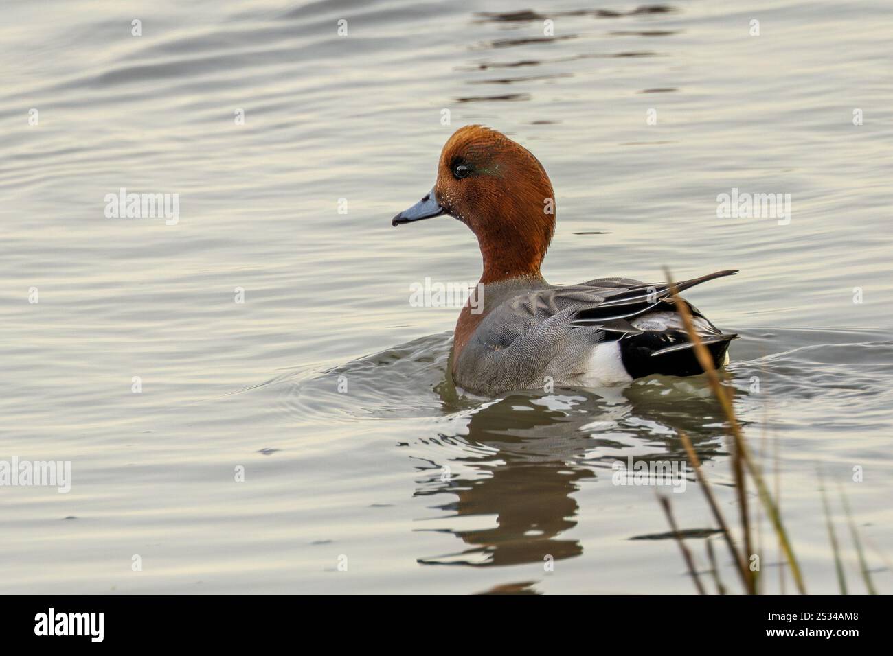 The Eurasian Wigeon, a dabbling duck feeding on plants, spotted off ...