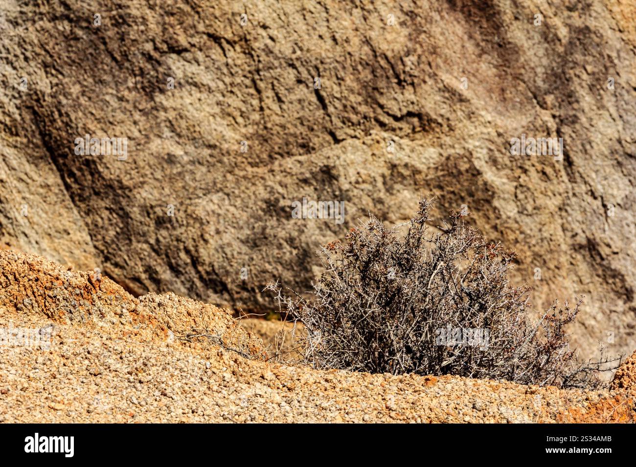 A small plant is growing in the desert. The plant is surrounded by ...