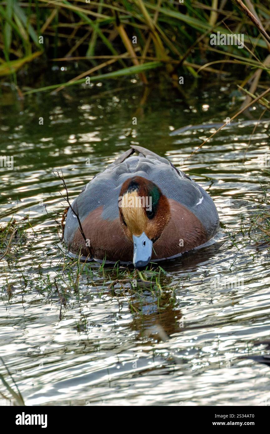 The Eurasian Wigeon, a dabbling duck feeding on plants, spotted off ...