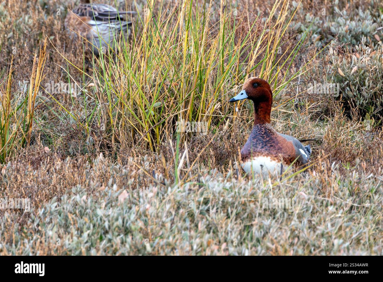 The Eurasian Wigeon, a dabbling duck feeding on plants, spotted off ...
