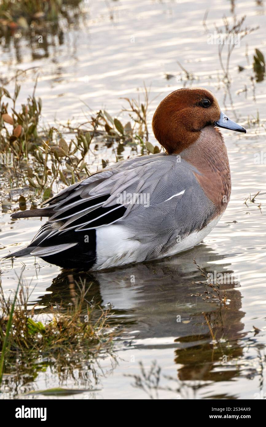 The Eurasian Wigeon, a dabbling duck feeding on plants, spotted off ...