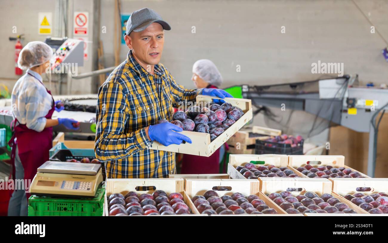 Three workers sorting and packing plums in sorting room Stock Photo - Alamy