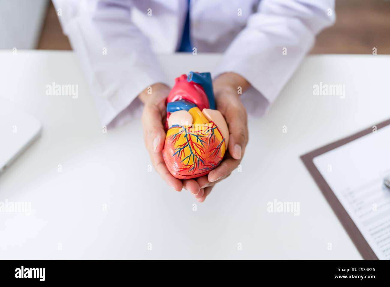 Doctor with anatomical model of human heart Cardiologist supports the ...