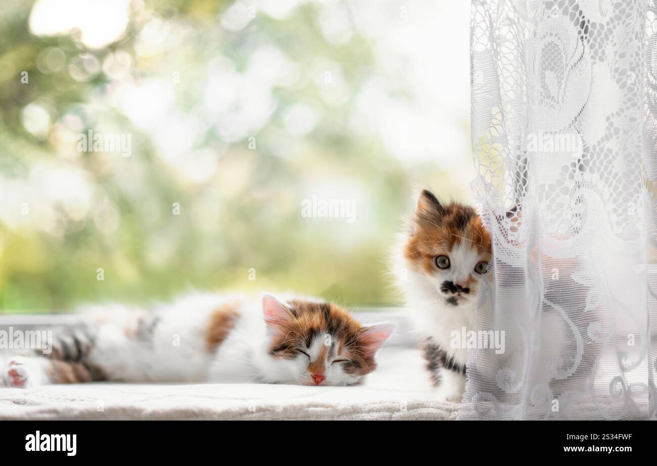 two cute little kittens on windowsill sleeping and peeking out from ...