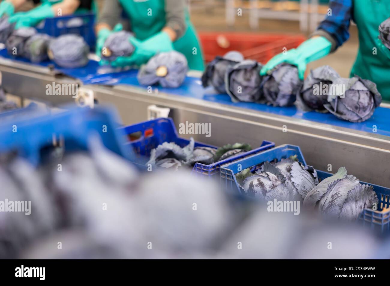Red cabbage heads on vegetable sorting line in packaging factory Stock ...