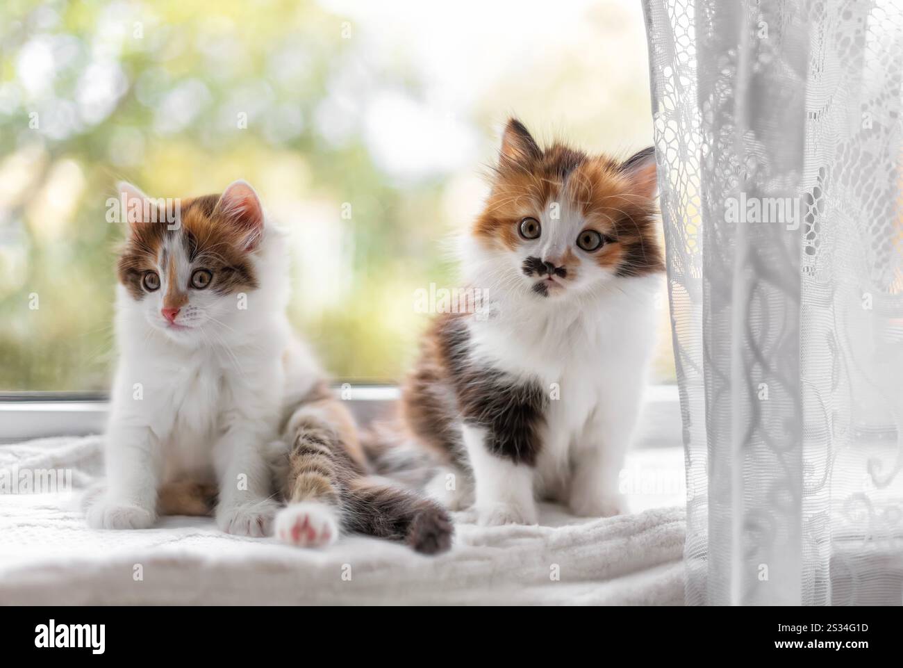two cute little kittens on windowsillsitting and peeking curiously out ...