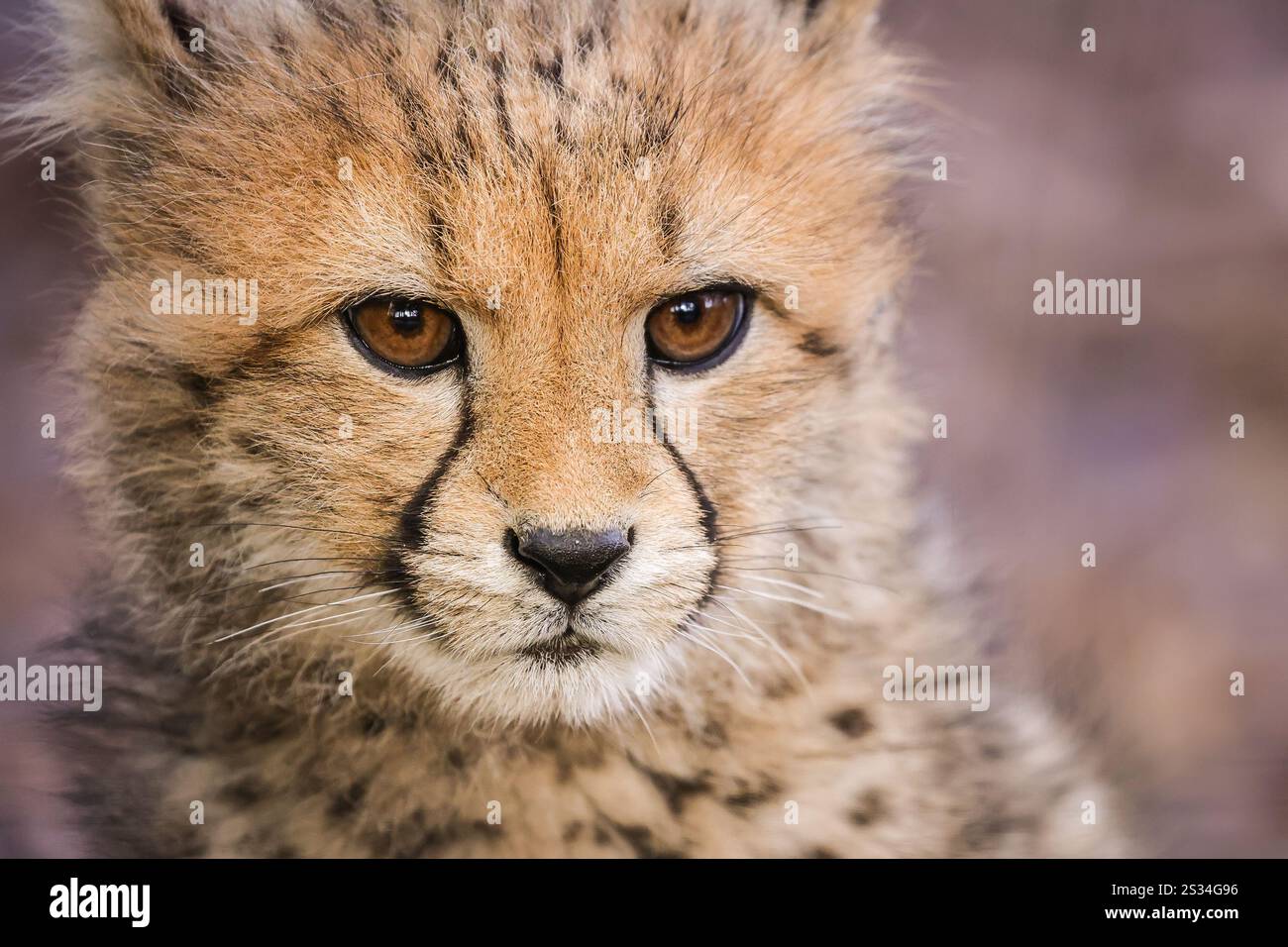 Cute Baby Cheetahs With Blue Eyes