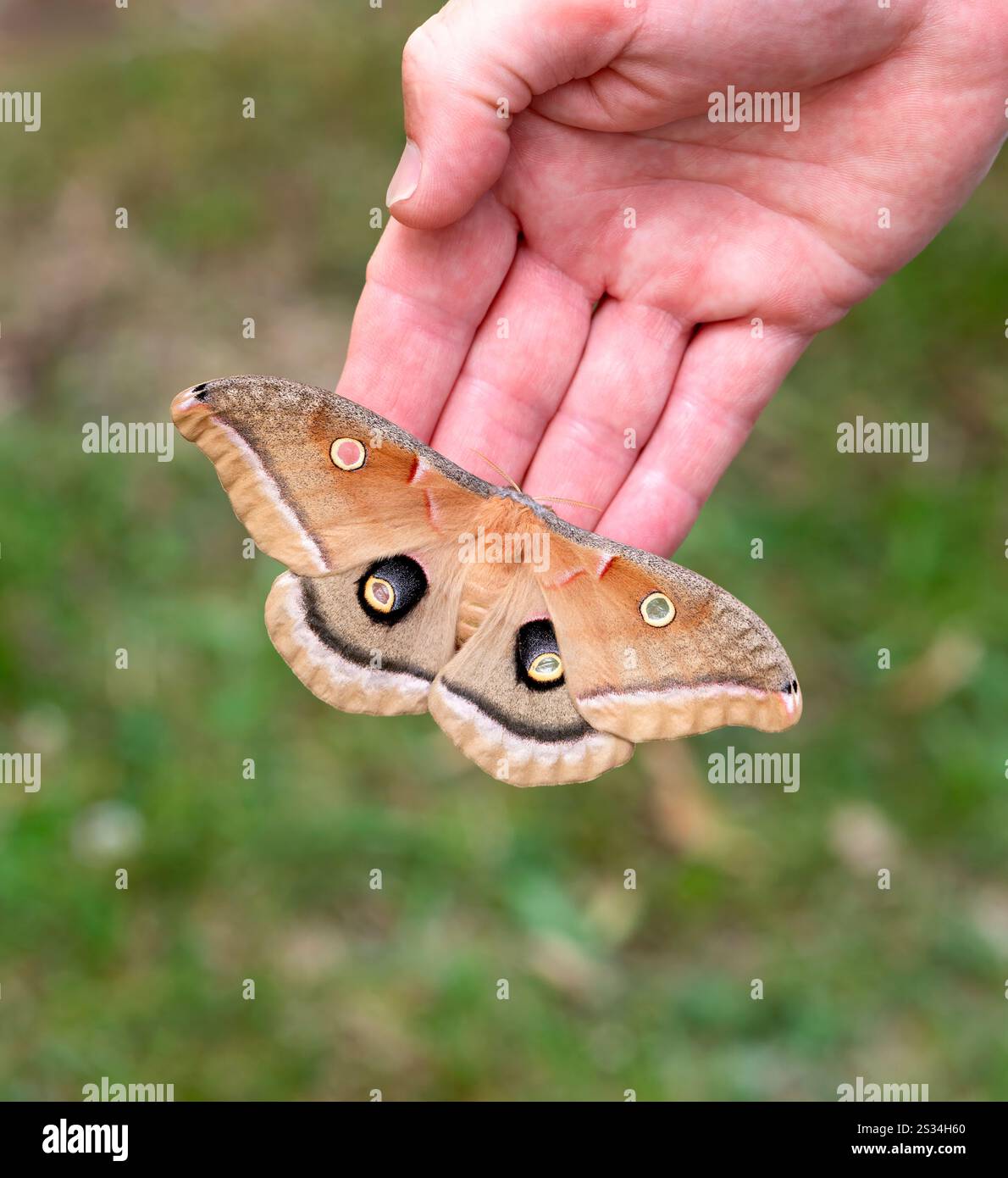 Macro of a polyphemus giant silk moth (Antheraea polyphemus) - top view ...