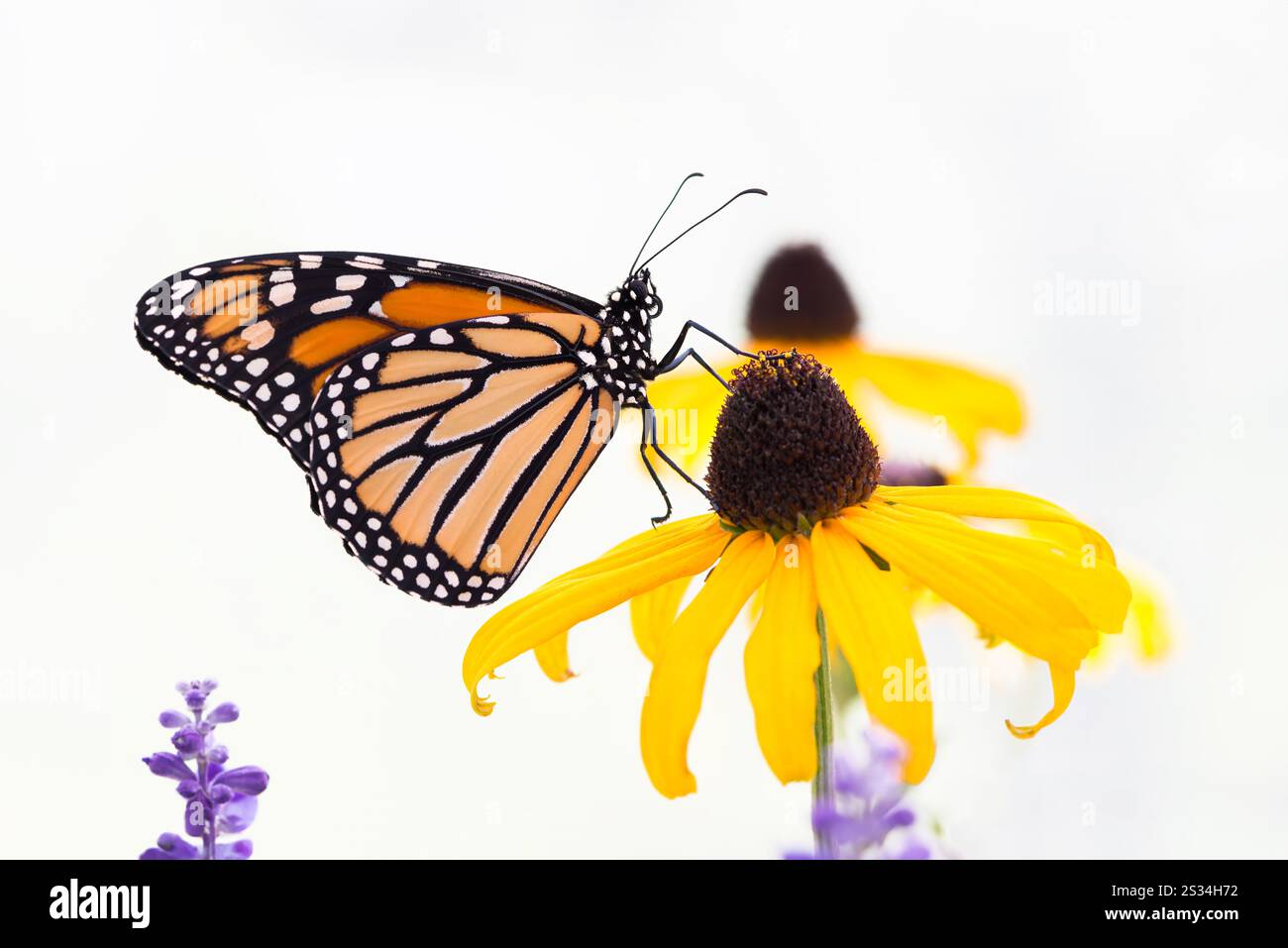 Side view of a Monarch butterfly (danaus plexippus) resting on a yellow ...