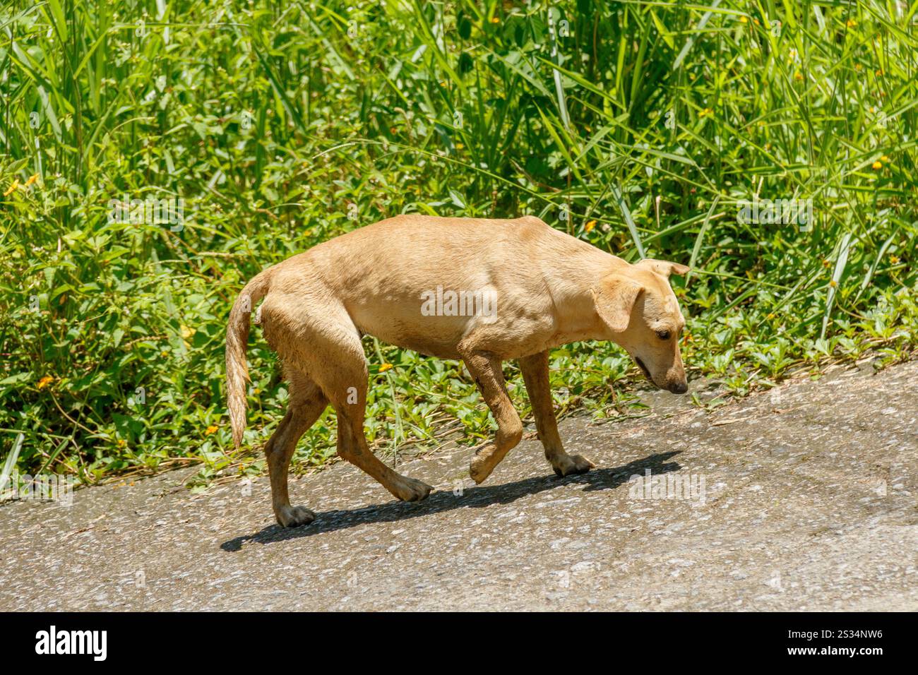 dog popularly known as caramel in Rio de Janeiro, Brazil Stock Photo ...