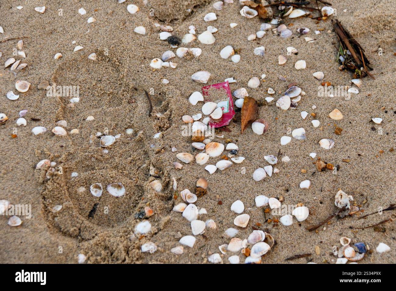 Shells on the sand of a beach in Rio de Janeiro, Brazil Stock Photo - Alamy