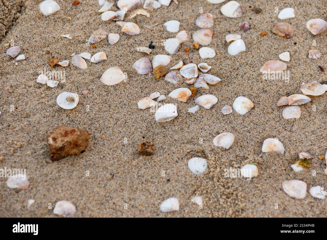 Shells on the sand of a beach in Rio de Janeiro, Brazil Stock Photo - Alamy