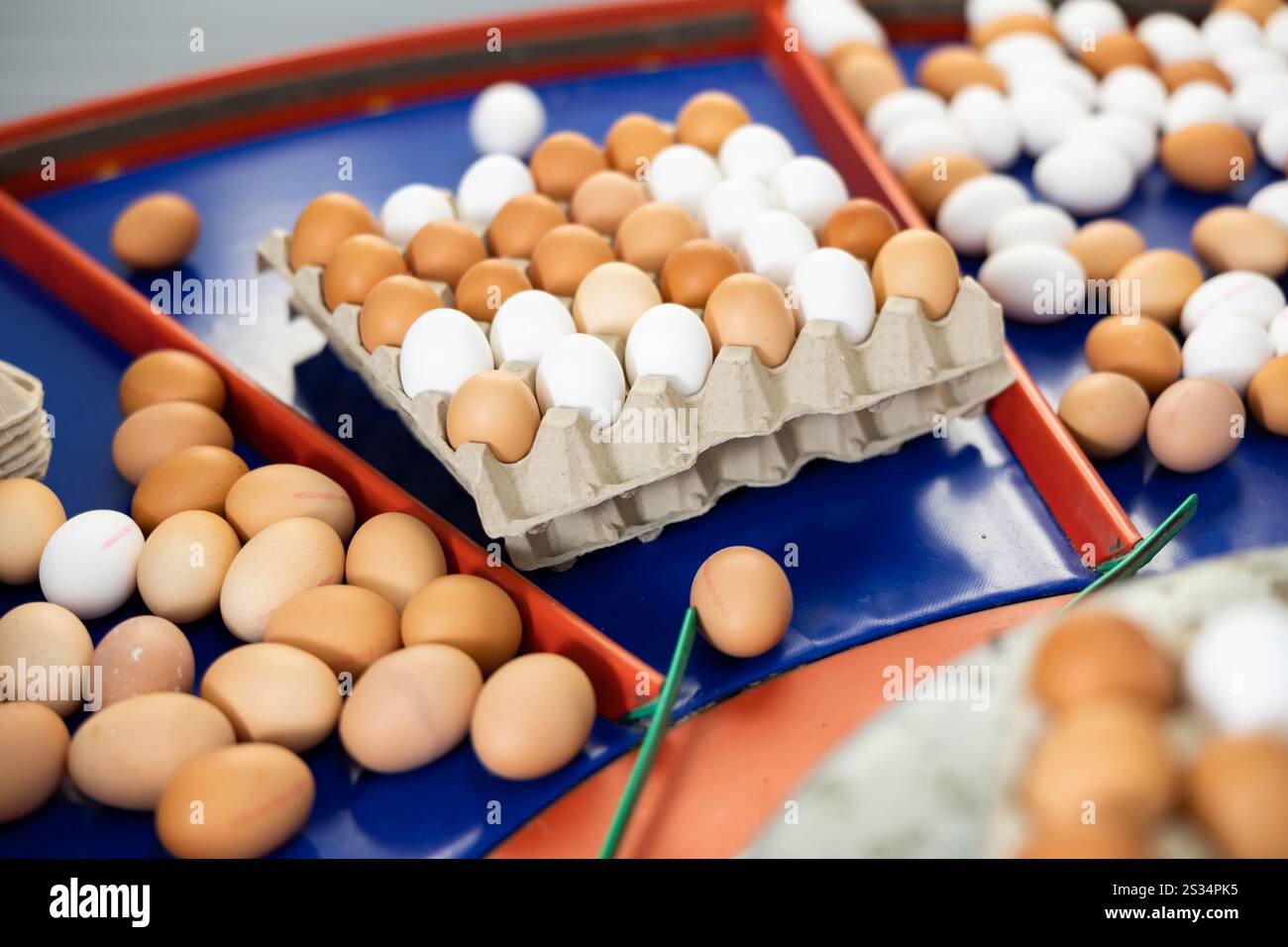 Eggs in modernized sorting shop Stock Photo - Alamy