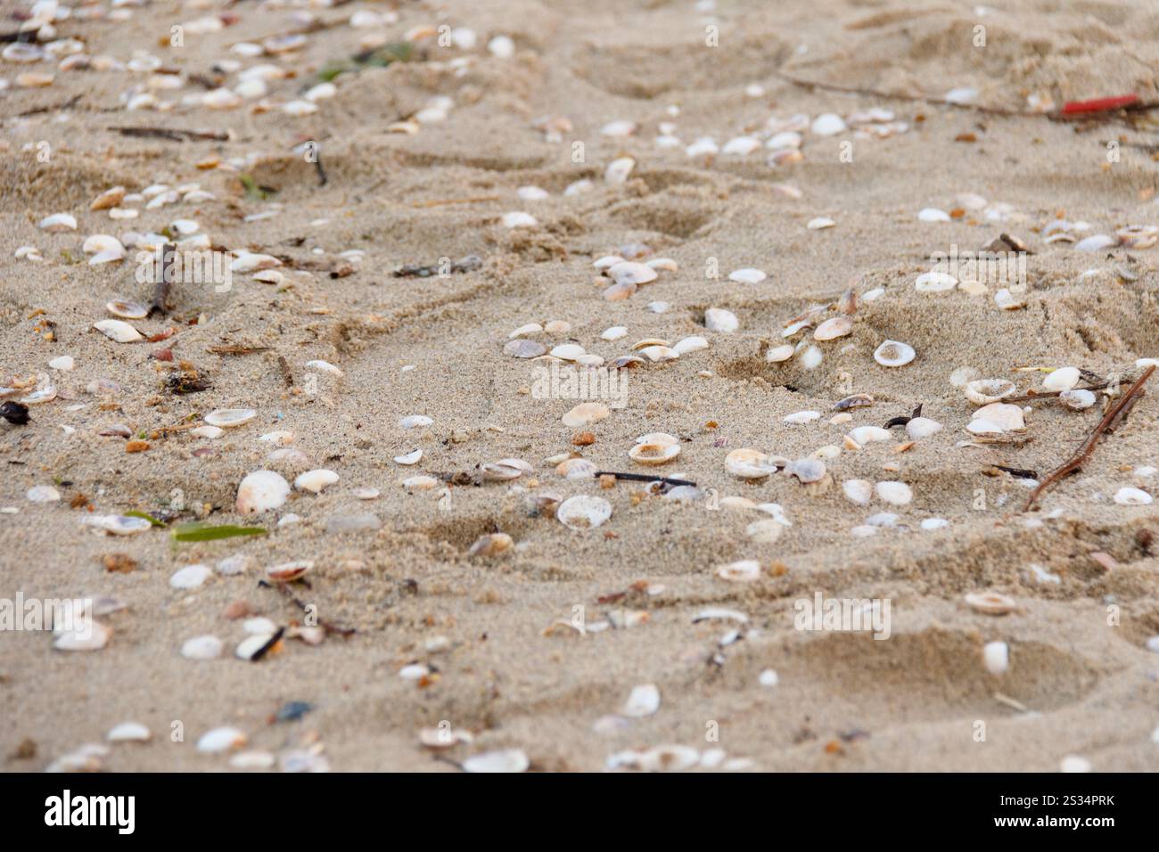 Shells on the sand of a beach in Rio de Janeiro, Brazil Stock Photo - Alamy